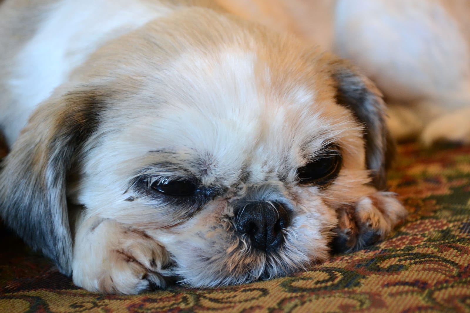Shih Tzu Skin Problems: Symptoms, Causes and Treatments!