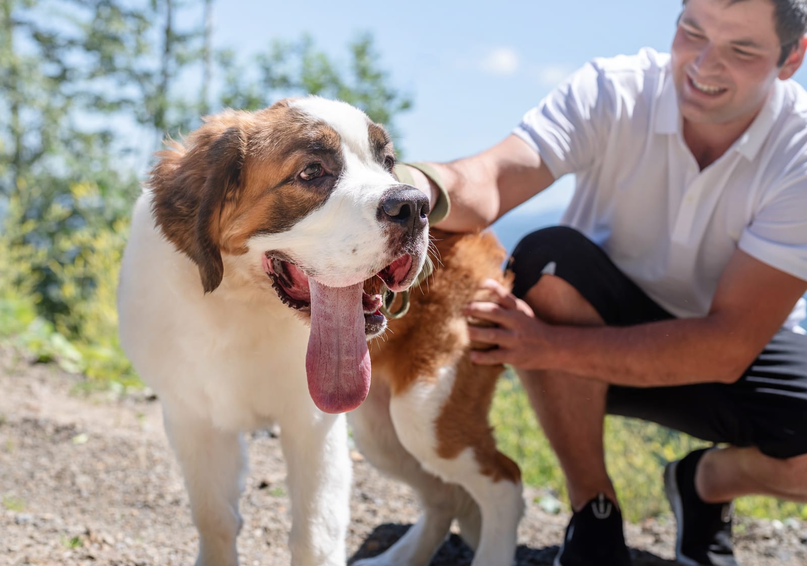 Are St. Bernards Aggressive? A First-Time Owner's Guide