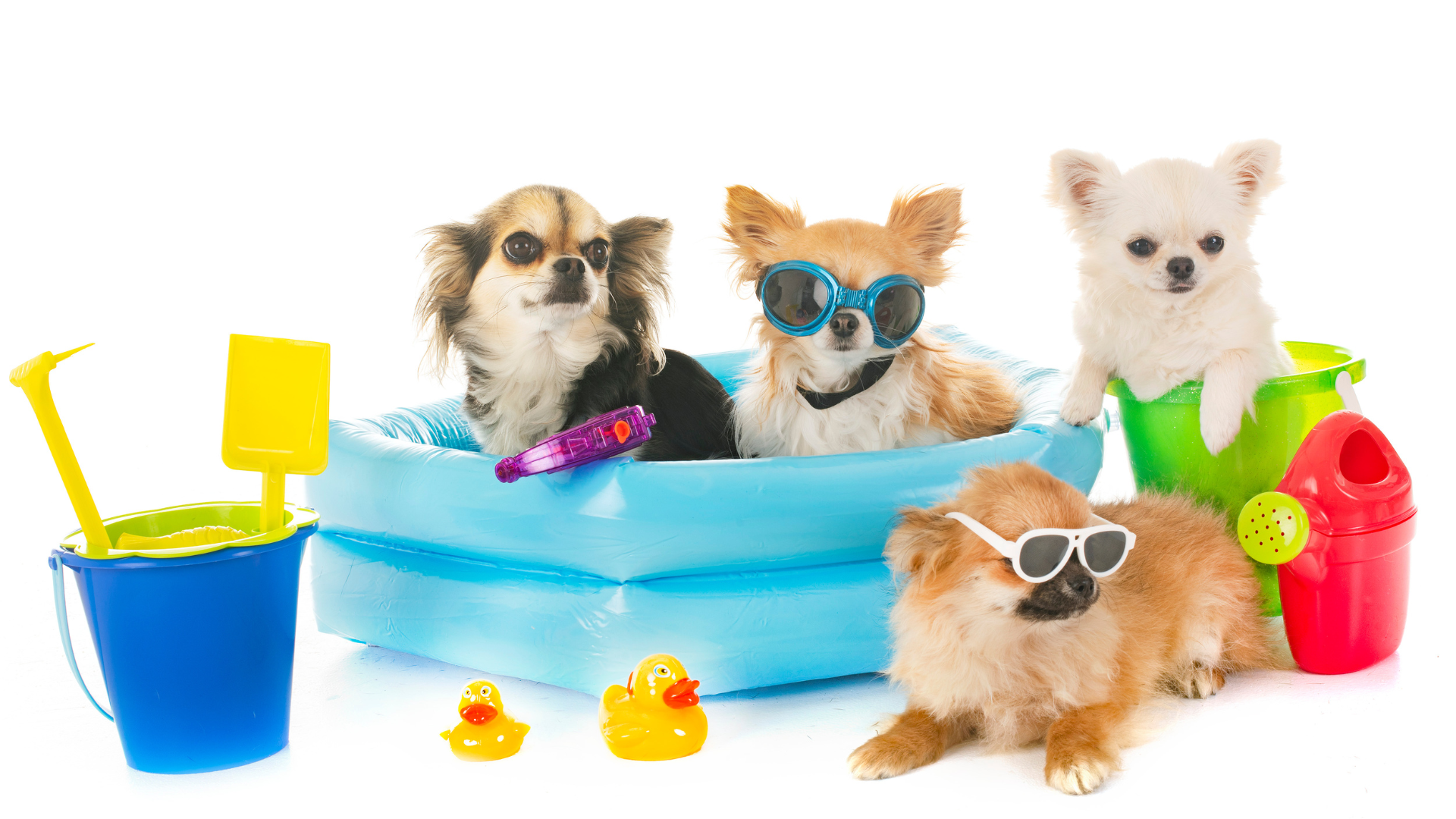 Dog Pool Party: Make a Splash with Your Furry Friends!