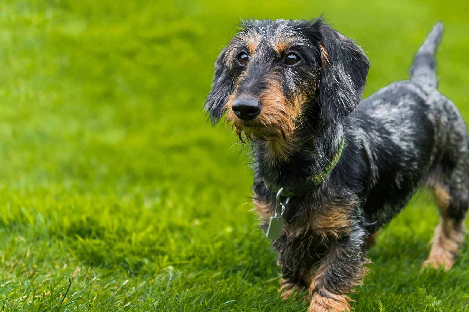 Wire Haired Dachshund: Get Expert Advice and Tips!