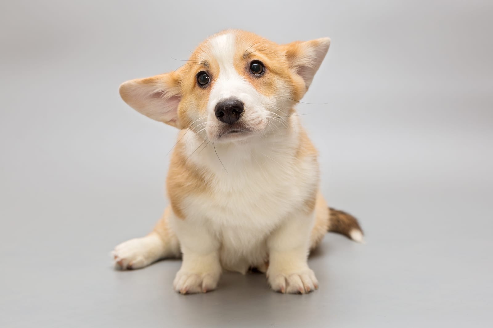 Best Collar for a Pembroke Welsh Corgi Puppy: A Brief Guide!