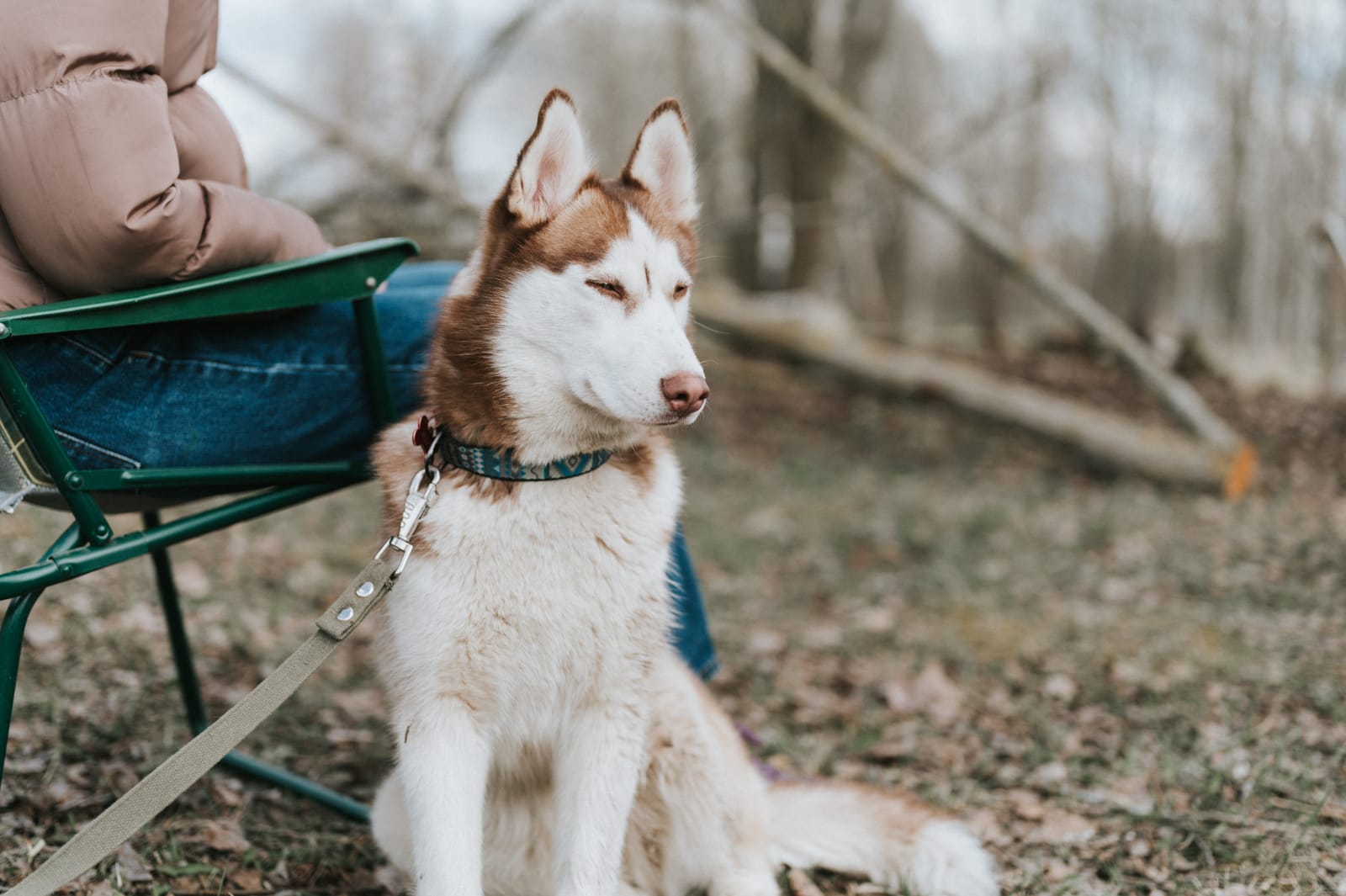 Red Husky: A Complete Guide to the Breed's Overview!