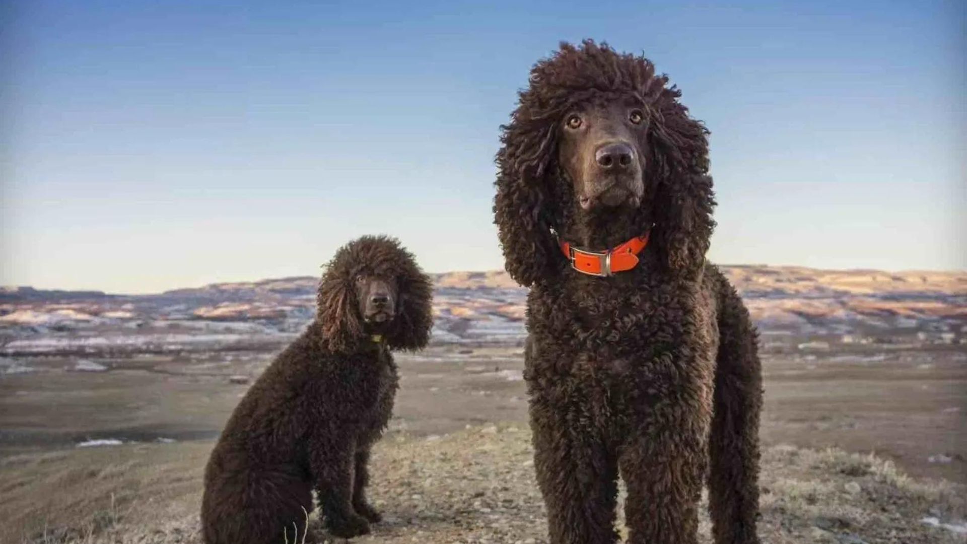 Best Hypoallergenic Dogs: Top Breeds for Allergy Sufferers