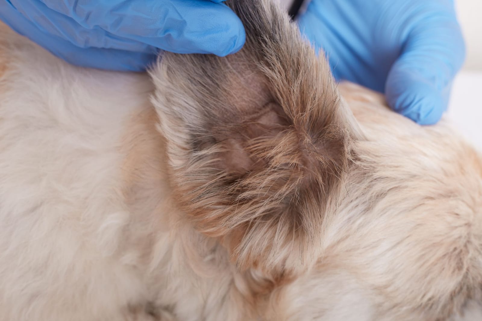 Dog Ear Mites | A Complete Guide for Pet Owners