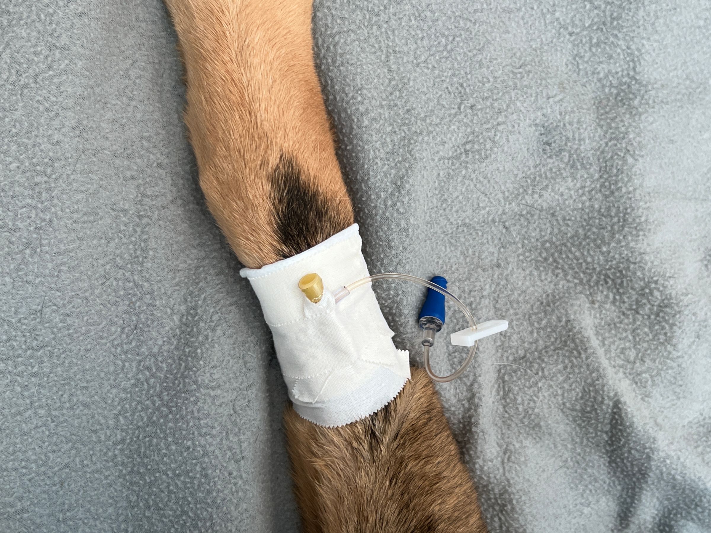 Is Stem Cell Therapy Right for Your Dog?