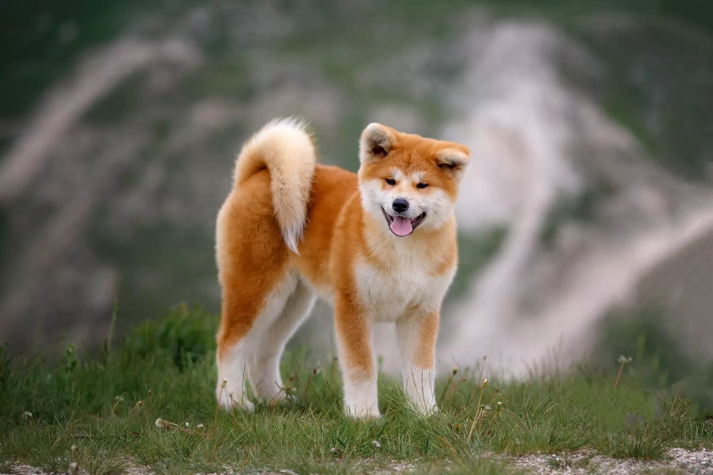 Unveiling the Uniqueness of Japanese Dog Breeds