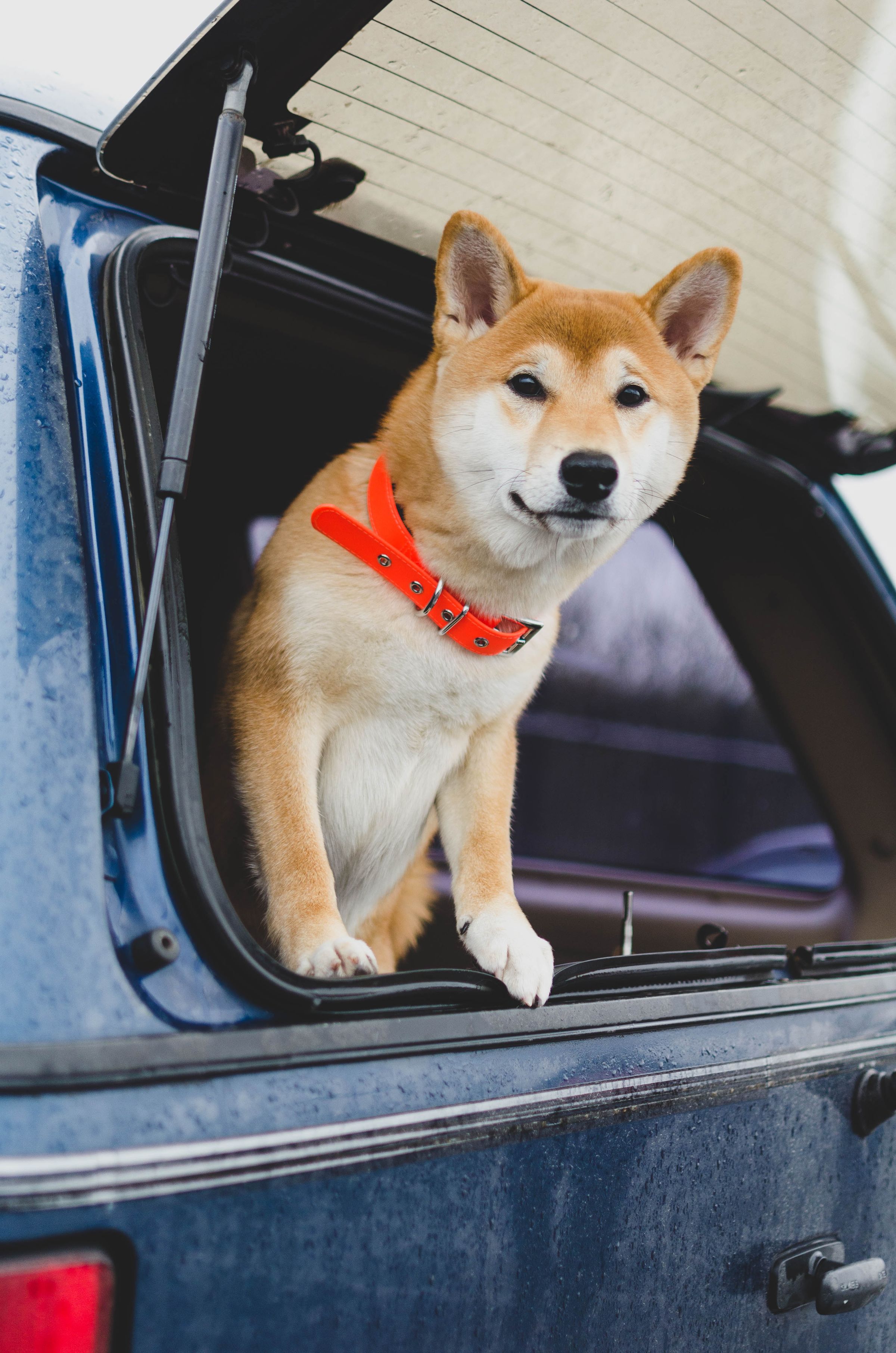 Mini Shiba Inu Dogs | Small & Spirited Pets