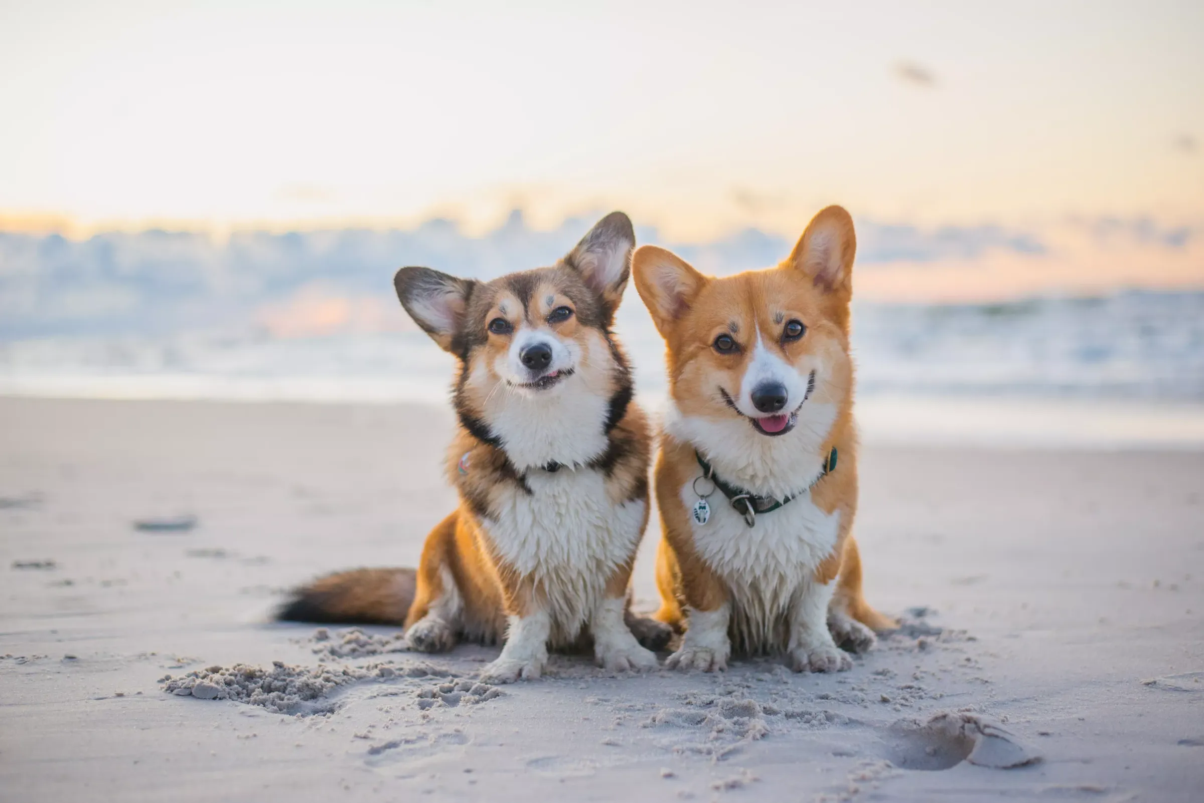 Pembroke vs Cardigan Corgis | Unveiling the Differences