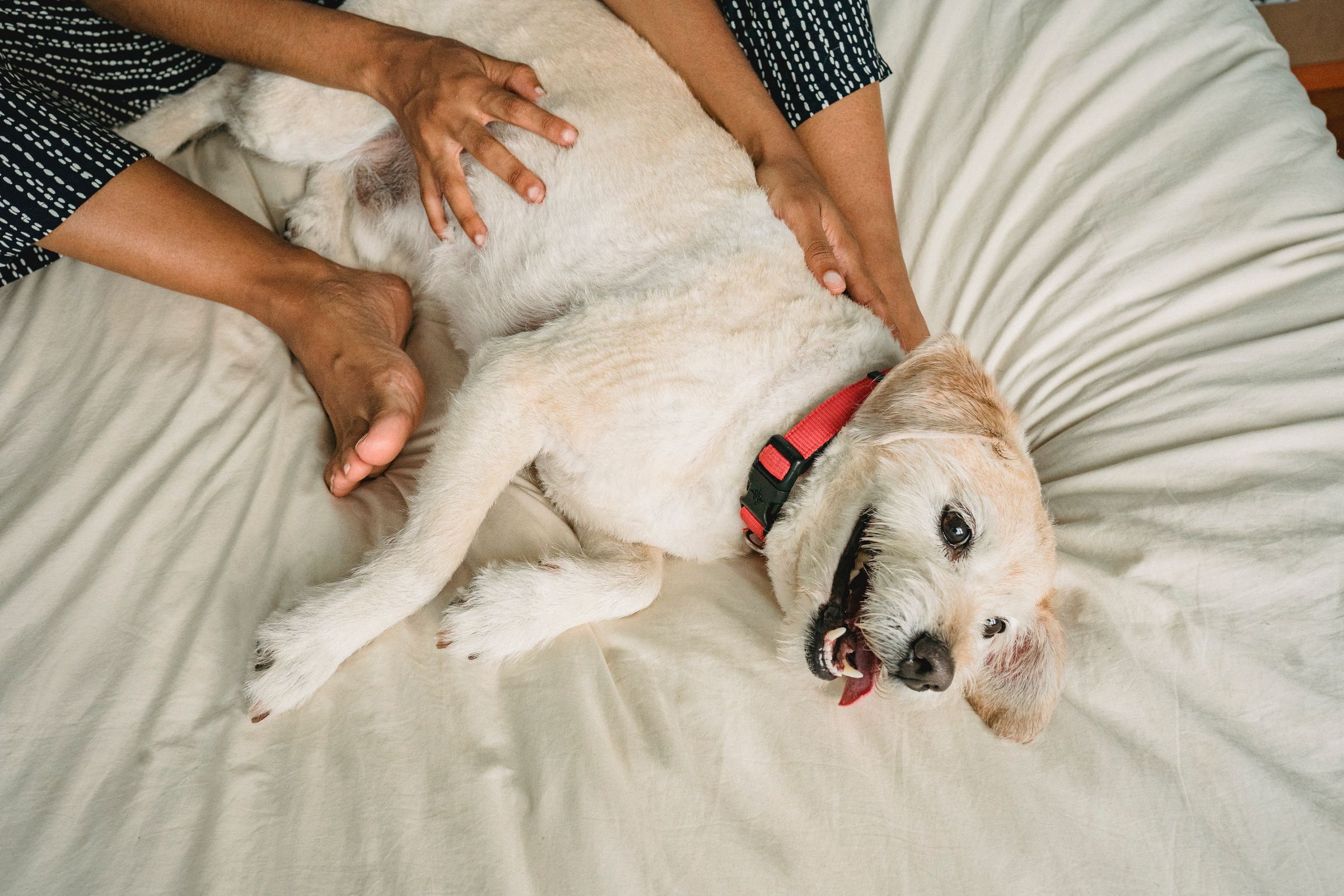 Dog Chiropractic Care: Your Comprehensive Guide