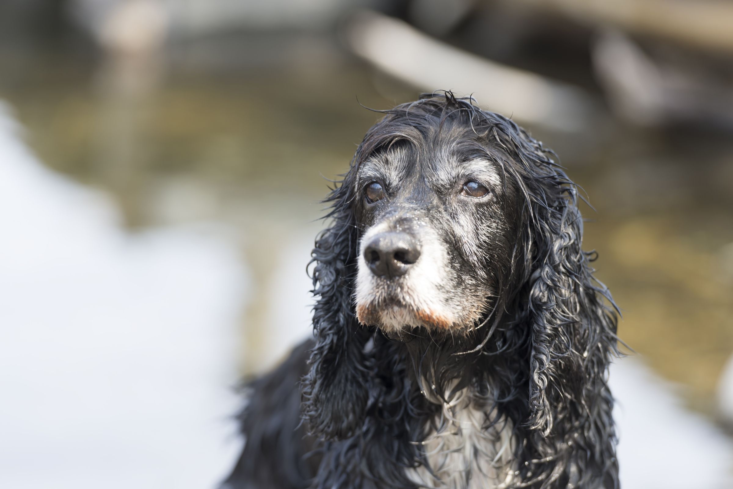 Cockalier: Perfect Blend of Cocker Spaniel and Cavalier!