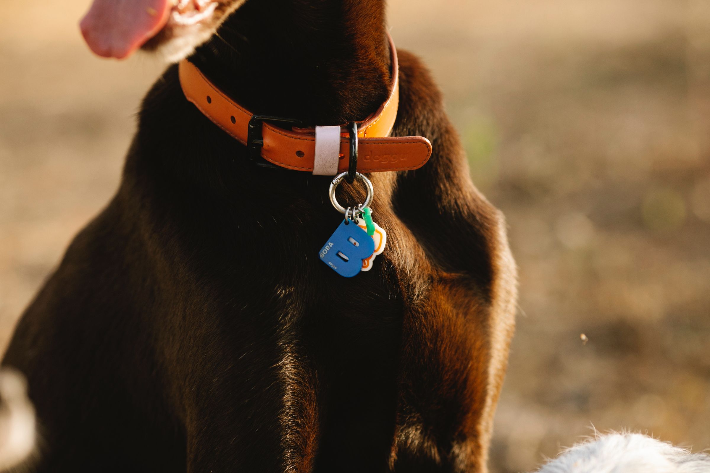 How to Attach a Dog Tag to a Collar: Step-by-Step Guide