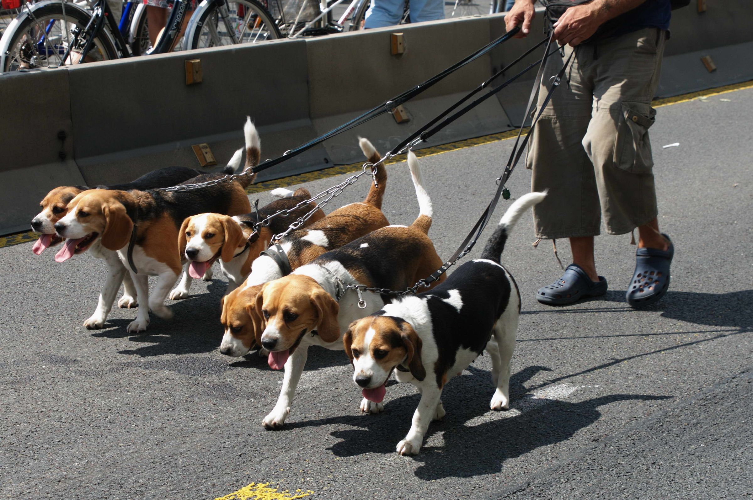 Beagle Origins | Unraveling the History of Beagles