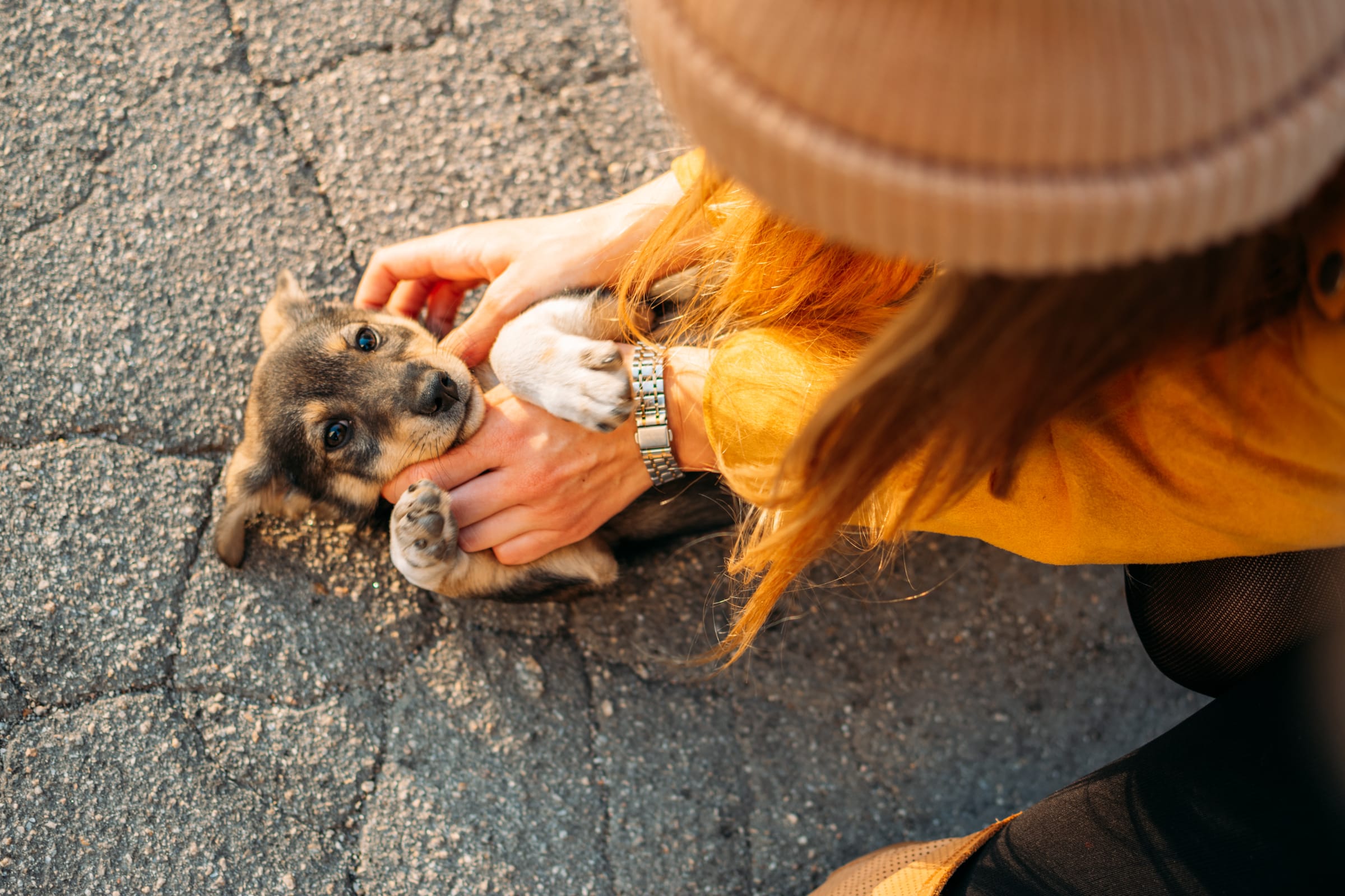 What To Know Before Rescuing A Dog: Complete Guide