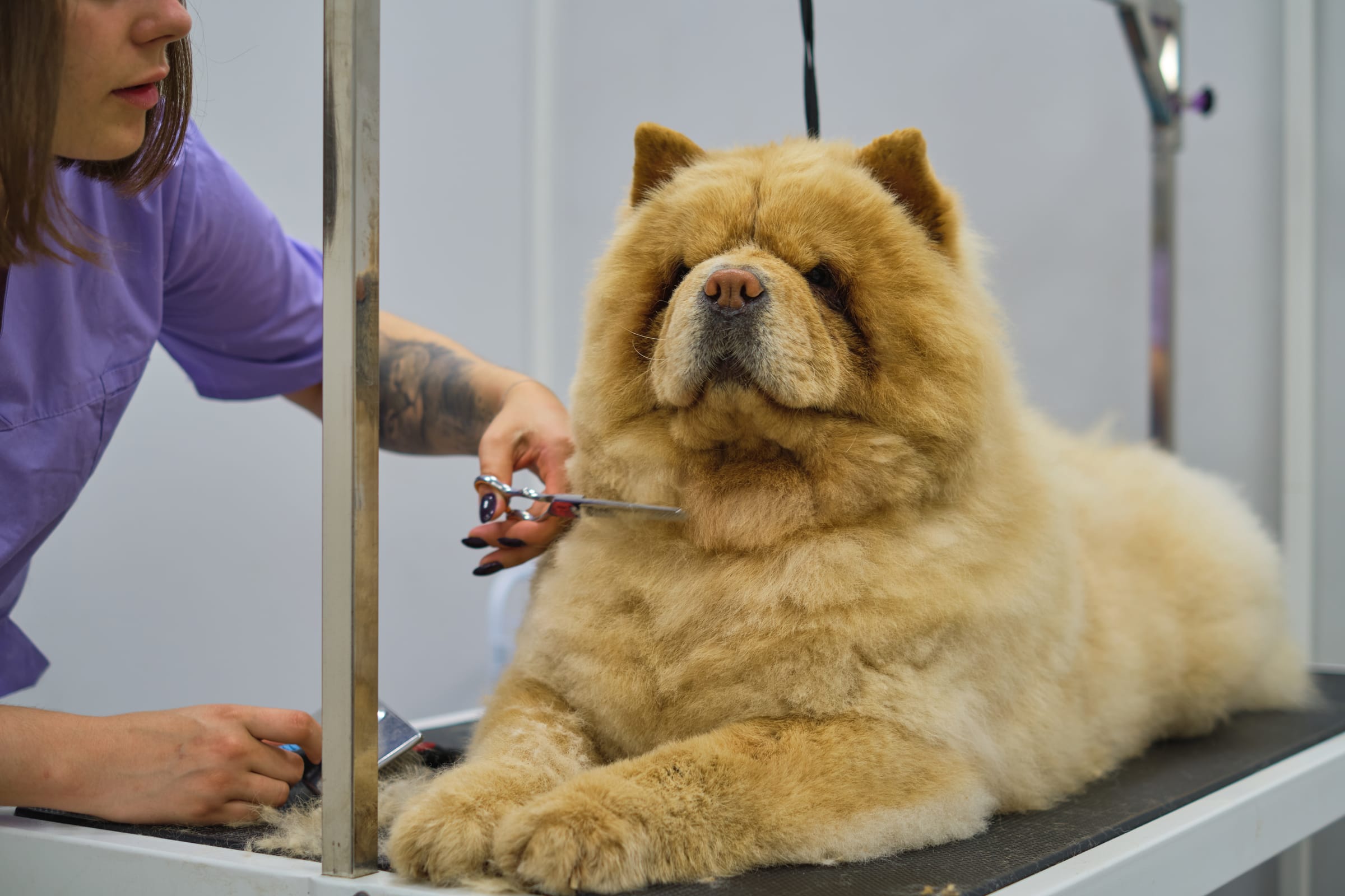 Teacup Chow Chow: Unveiling the Miniature Marvel