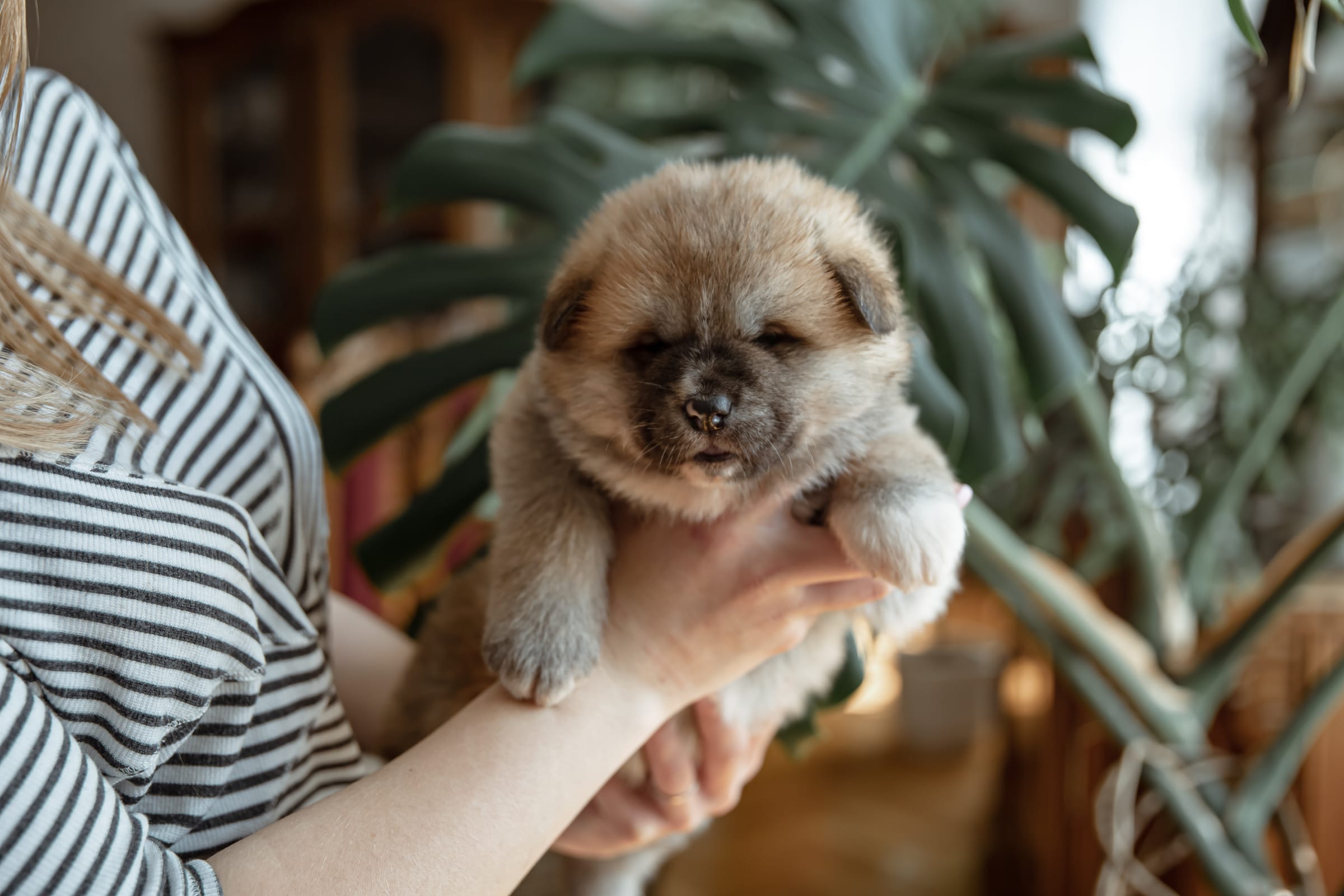 Teacup Chow Chow: Unveiling the Miniature Marvel