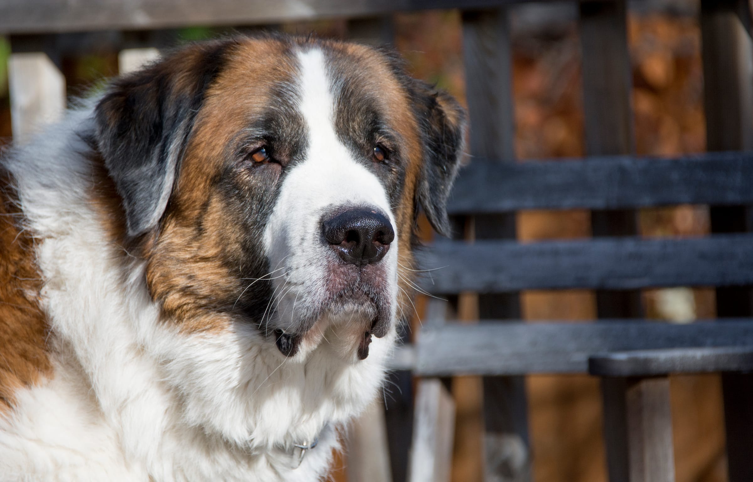 Are St. Bernards Aggressive? A First-Time Owner's Guide