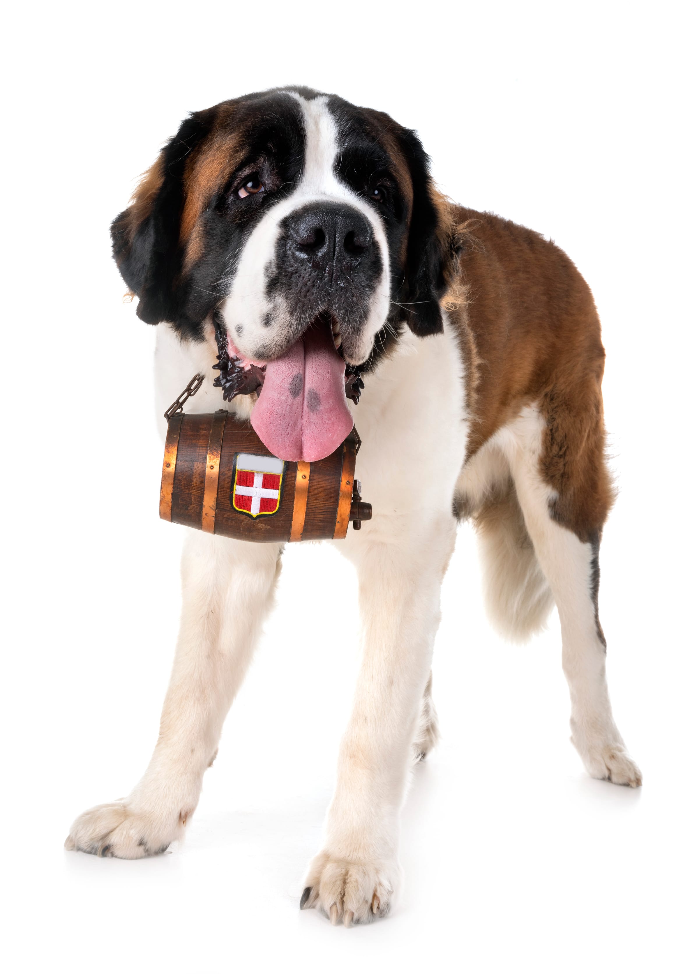 Are St. Bernards Aggressive? A First-Time Owner's Guide
