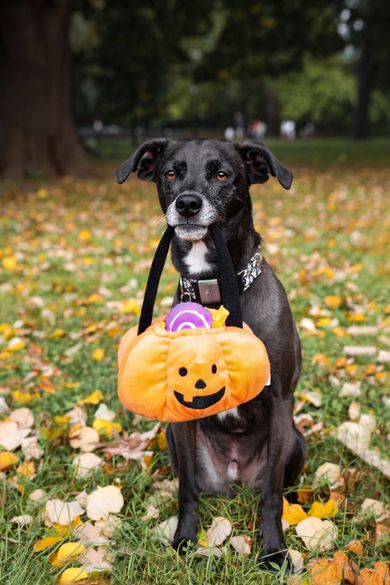 10 Tik Tok Dogs That We're Obsessed With