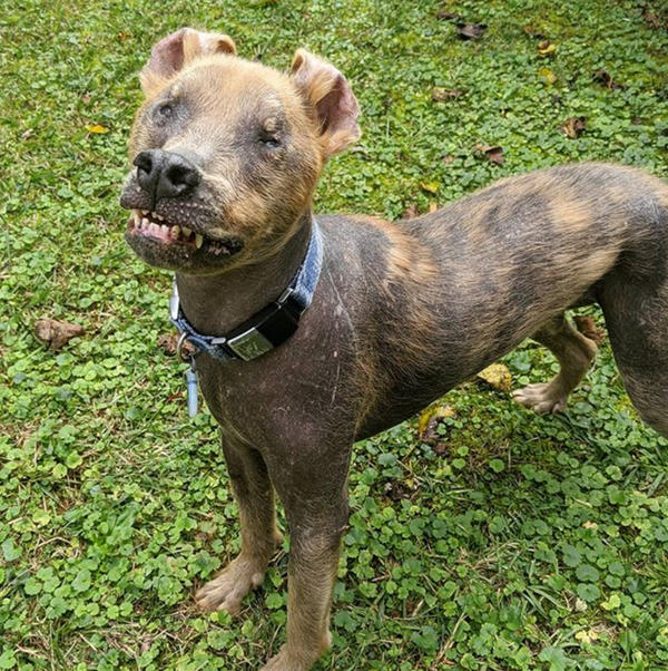 5 Reasons Why You Should Adopt A Special Needs Dog