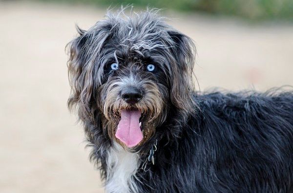 Learn All About The Poodle Husky Mix - Meet The Breed