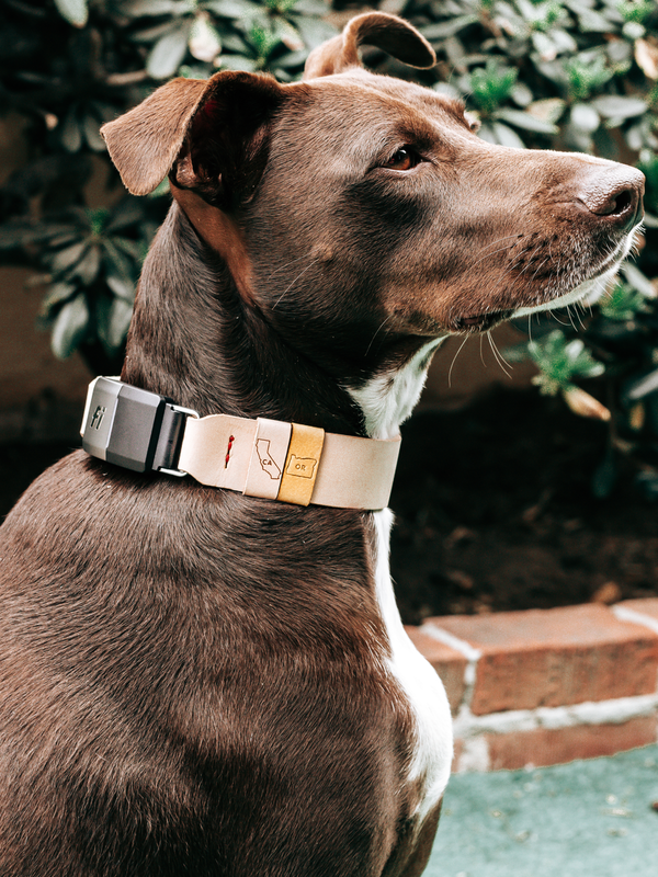Fi Makers Collars Your Pup Needs This Summer