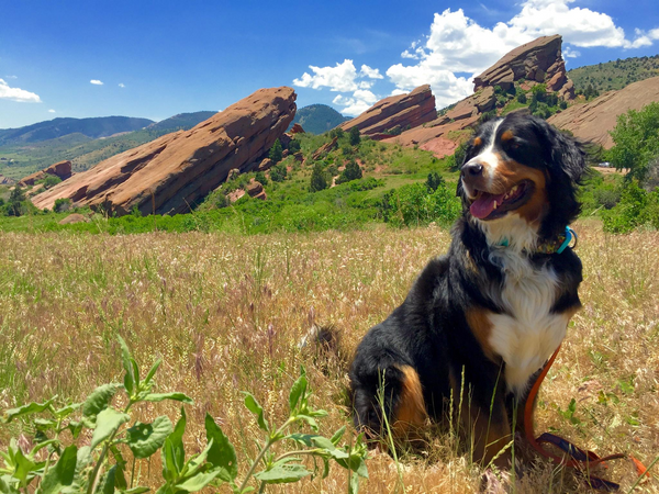 What Can You Do with Dogs in Denver, CO?
