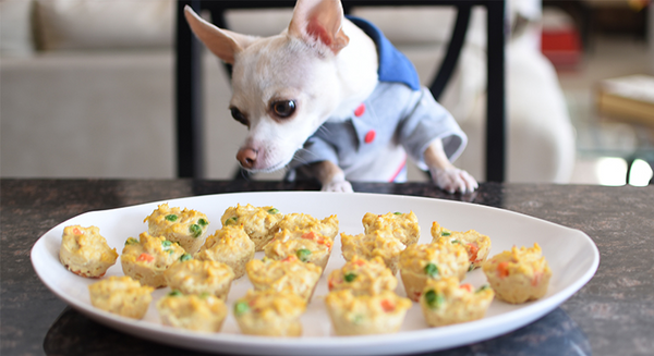 4 Turkey Dog Treat Recipes