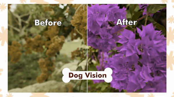4 Things You Didn't Know About A Dog's Vision