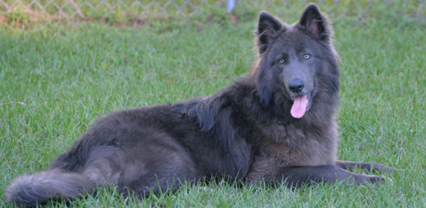 Blue Bay Shepherd: The New Blue Wolfdog on the Block