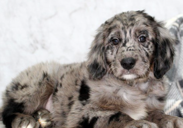 All About the Merle Goldendoodle - Meet the Breed