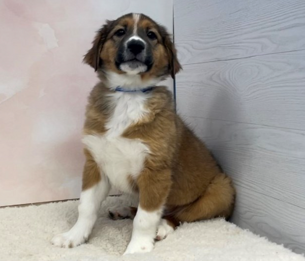 The English Shepherd - Meet the Breed