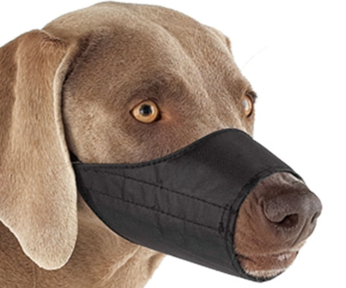 Dog Muzzles: Types, Training, and Safety and More