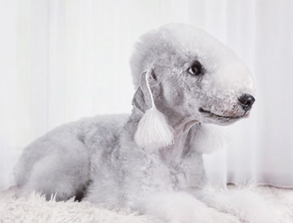 Cool Dog Breeds: 10 Must-Know Unique and Stylish Dog