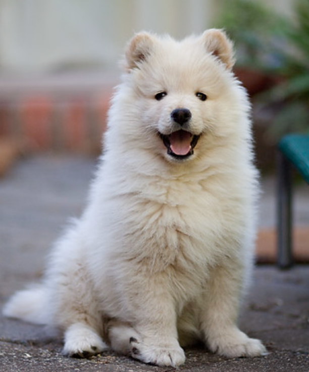 Cool Dog Breeds: 10 Must-Know Unique and Stylish Dog