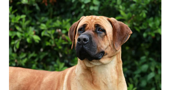 A Comprehensive Guide to the German Shepherd Mastiff Mix