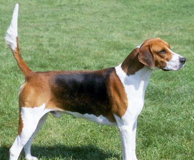 The Ultimate Foxhound Care Guide for New Owners