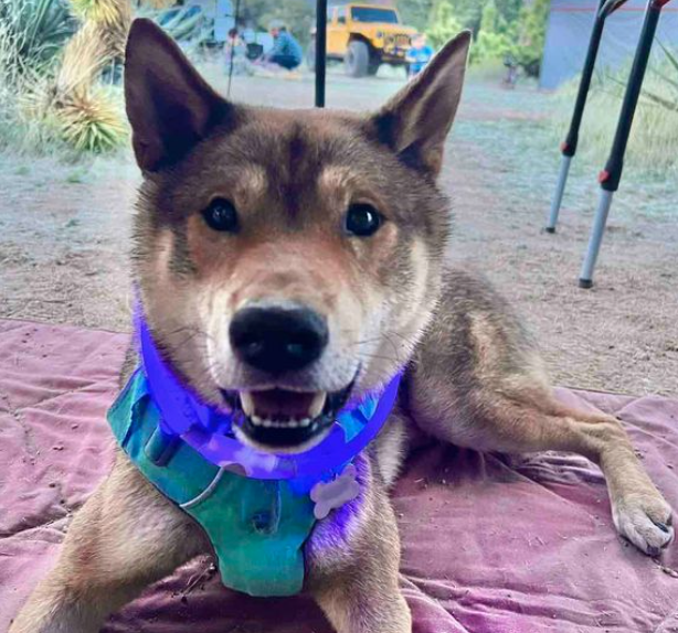 Shikoku Dog: A Loyal and Energetic Japanese Canine Companion