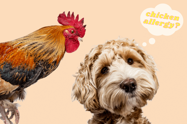 Dog Chicken Allergy: Symptoms & Management Tips
