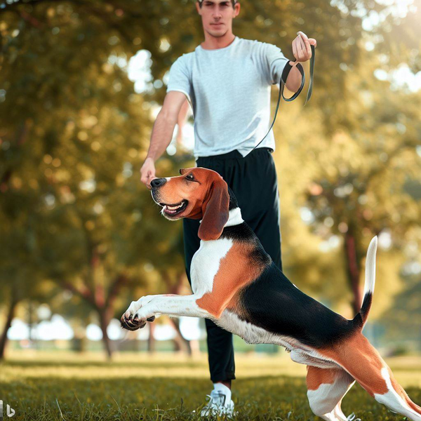 Treeing Walker Coonhounds - A Full Complete Guide