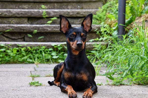 Meet the Mini Doberman: Ideal Pets for Small Homes