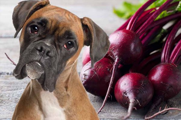 Can Dogs Eat Beets: A Complete Guide for Pet Owners