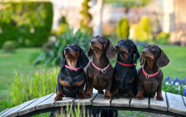 Exploring the Diversity of Dachshunds: In-Depth Breed Guide