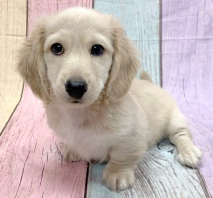 Beyond the Basics: Everything About English Cream Dachshunds