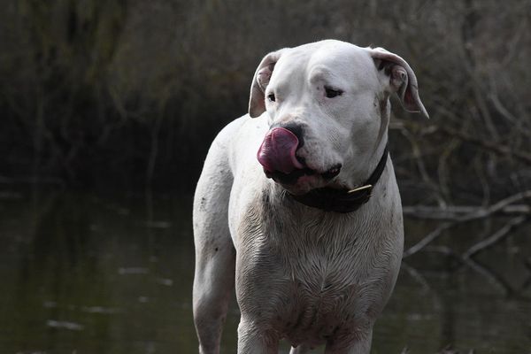Dogo Argentino Price: How Much Does It Cost to Own One?