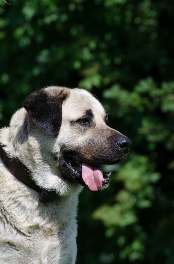 Discover the Kangal: Turkey's Majestic Guardian Breed