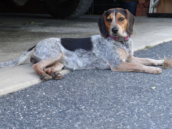 Bluetick Beagle: A Unique Charming Breed Worth Knowing!