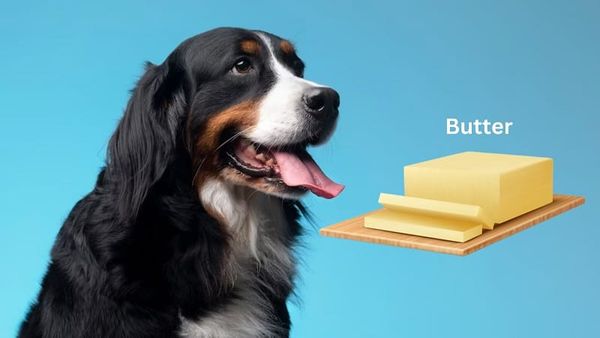 Can Dogs Eat Butter? Risks, Benefits, and Alternatives