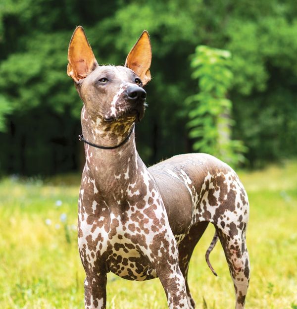 Xoloitzcuintli Price: The Costs of Owning a Unique Breed