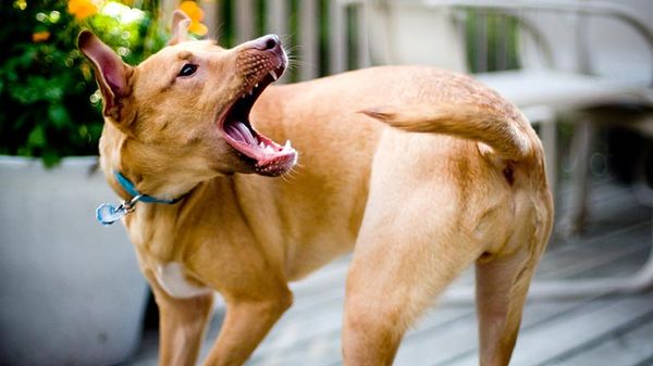 Dog Biting Base of Tail But No Fleas: Understanding Issue