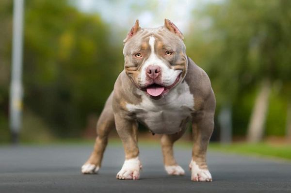 Ultimate Guide to American Bully XL: Care, Traits, Training